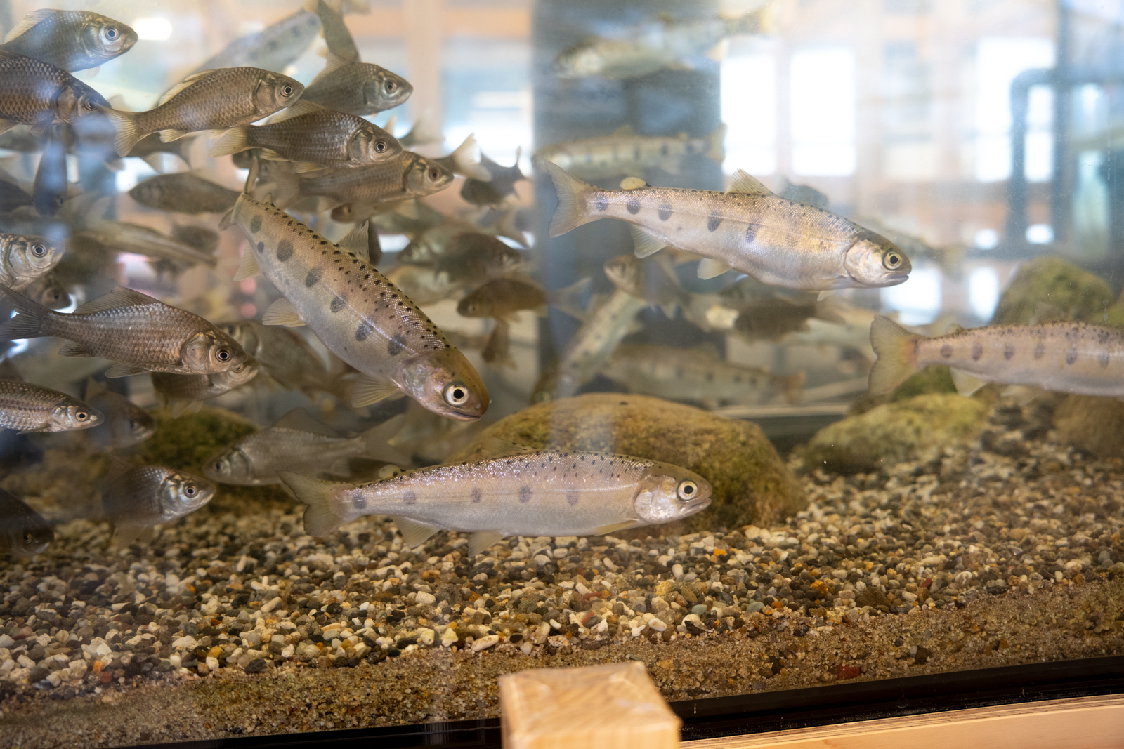 栗東に観光農園「SYMBIOSIS FARM by YANMAR」がオープン！新感覚のいちご狩りに行ってきました！ - ここと｜滋賀・京都の ...